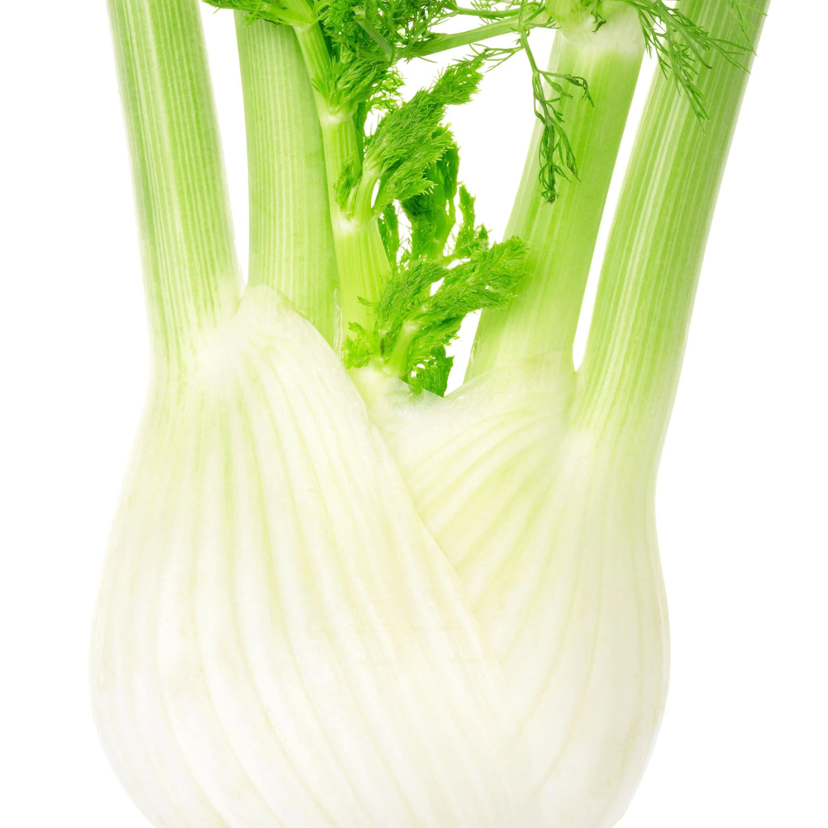 Fennel - Piece | The Orchard